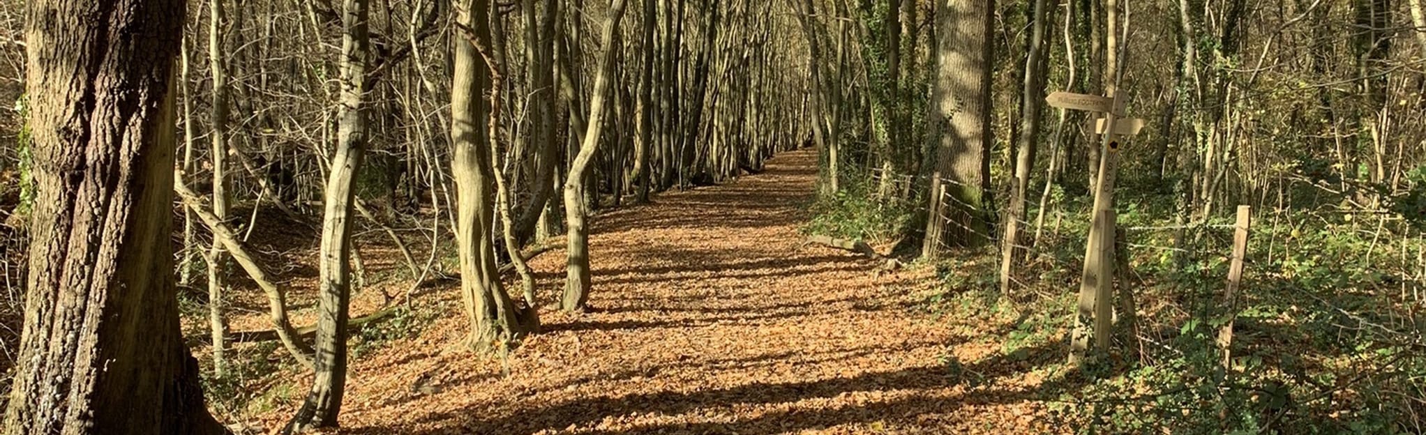 Heaven Farm, Sandpits Woods and Blindfield Wood Circular: 51 foto's ...