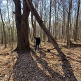 Cohutta Big Frog Mountain Loop, Georgia - 7 Reviews, Map | AllTrails
