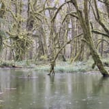 Maple Glade Nature Trail, Washington - 196 Reviews, Map | AllTrails