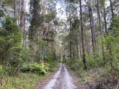 10 Best Walking Trails in Noosa Shire | AllTrails