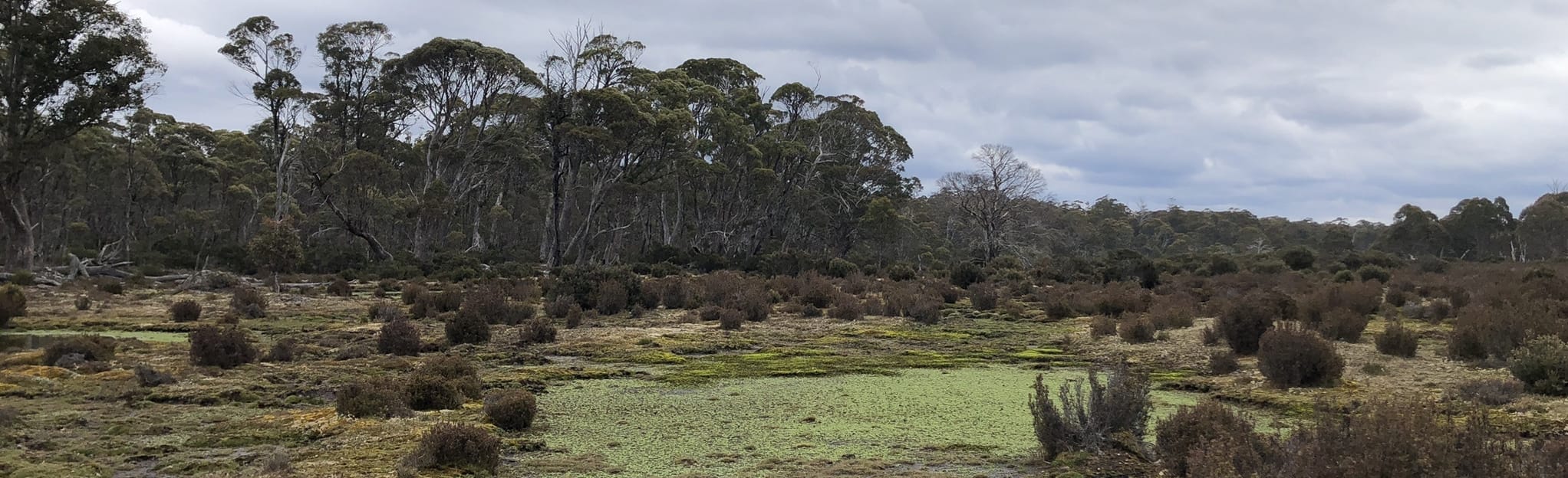 Lake Ina Loop: 2 Reviews, Map - Tasmania, Australia | AllTrails