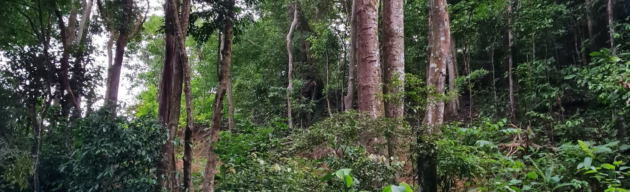 Broga Hill Extended Loop: 3 Reviews, Map - Selangor, Malaysia | AllTrails