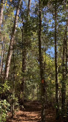 Best Hikes and Trails in Green Swamp Wildlife Management Area | AllTrails