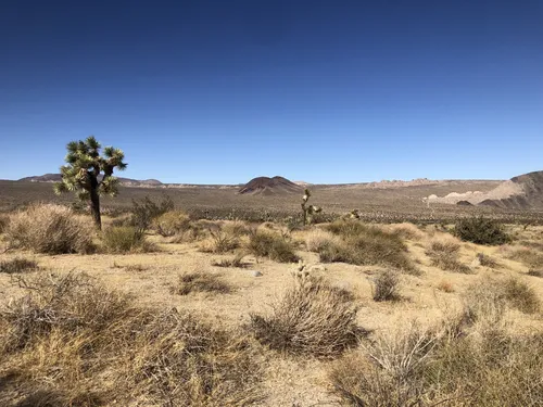 10 Best Off Road Driving Trails in Joshua Tree National Park | AllTrails