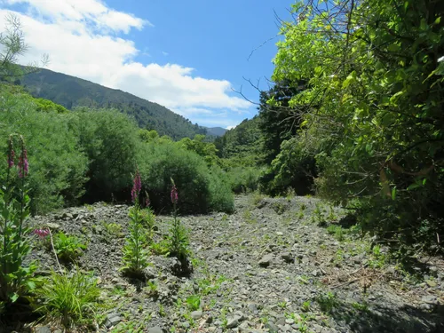 10 Best Hikes and Trails in Ruahine Forest Park | AllTrails