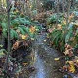 Sword Fern and Highline Trail, Washington - 243 Reviews, Map | AllTrails