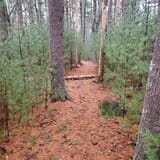 Huckleberry Loop, Massachusetts - 23 Reviews, Map | AllTrails