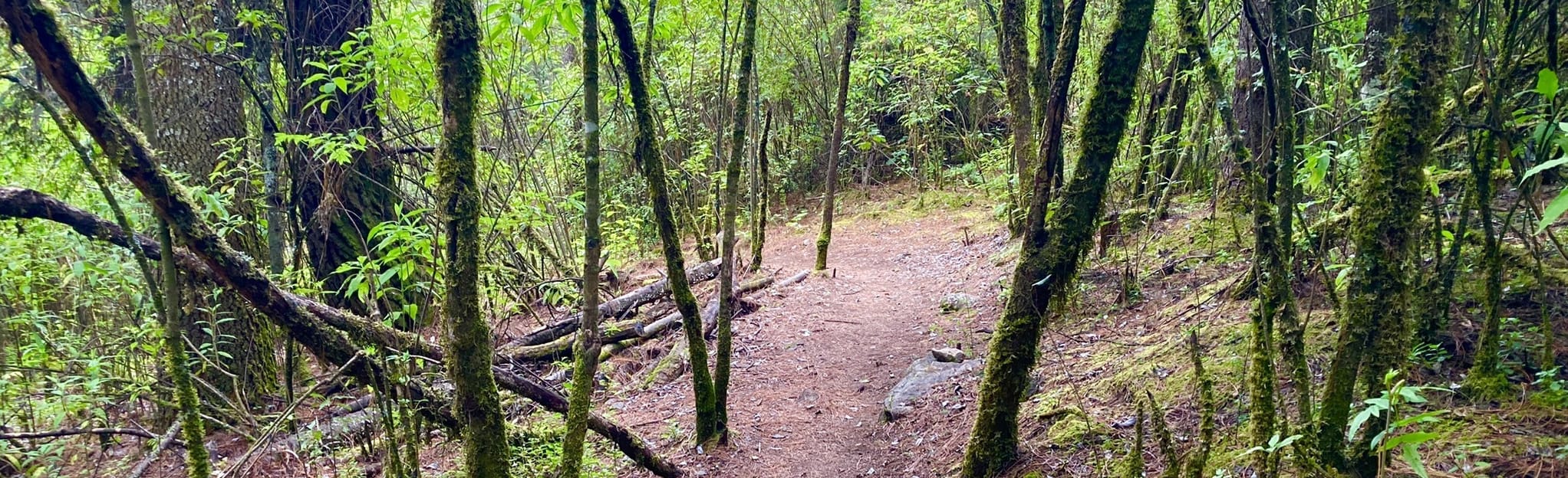 Santuario de la Mariposa Monarca - Piedra Herrada: 2 Fotos - México ...