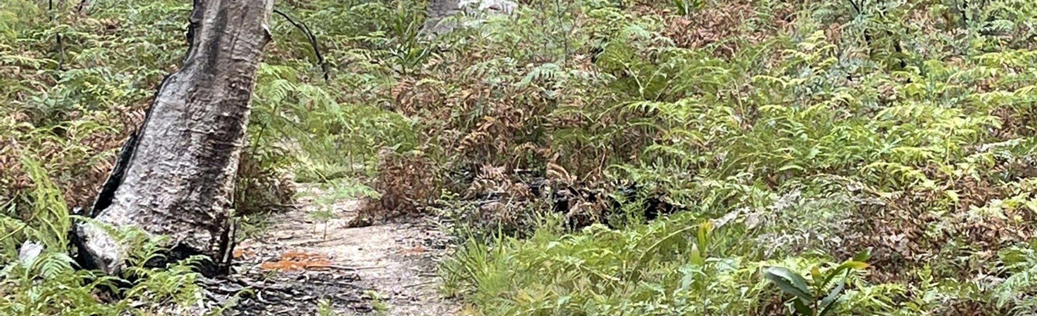 The Sydney Peppermint Walk, New South Wales, Australia - 6 Reviews, Map ...