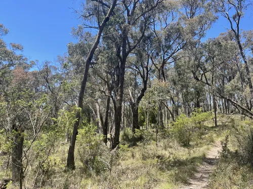 10 Best Hikes and Trails in Wombat State Forest | AllTrails