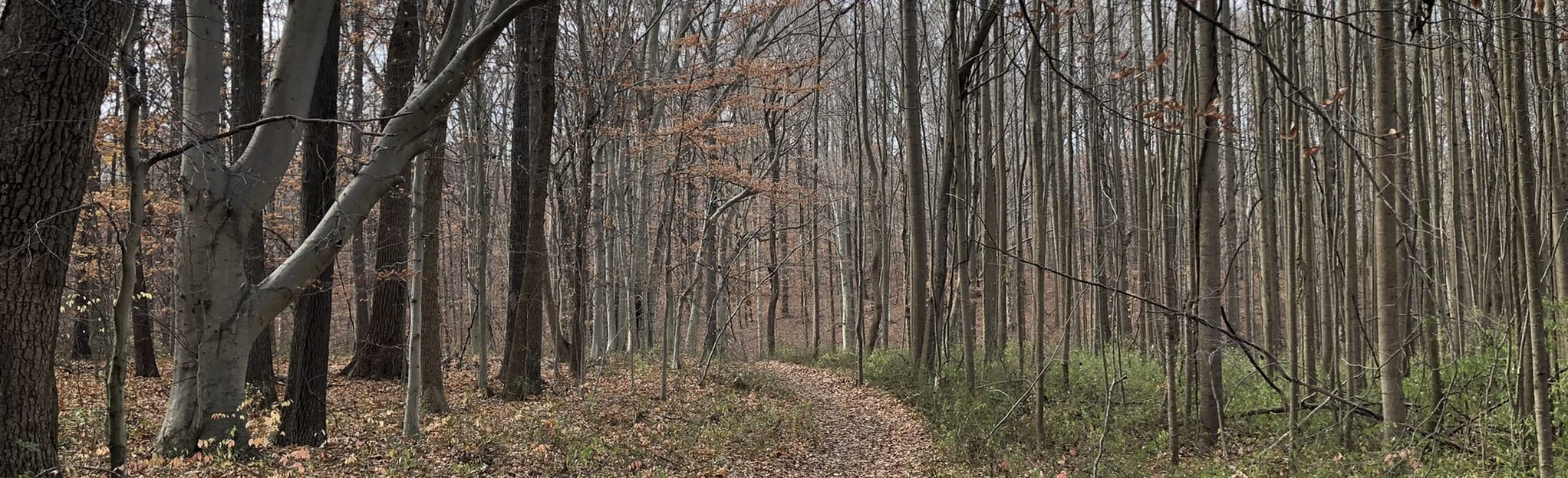 Walls-Cook Trail, Maryland - 255 Reviews, Map | AllTrails