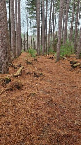 Best Hikes and Trails in Larose Forest | AllTrails