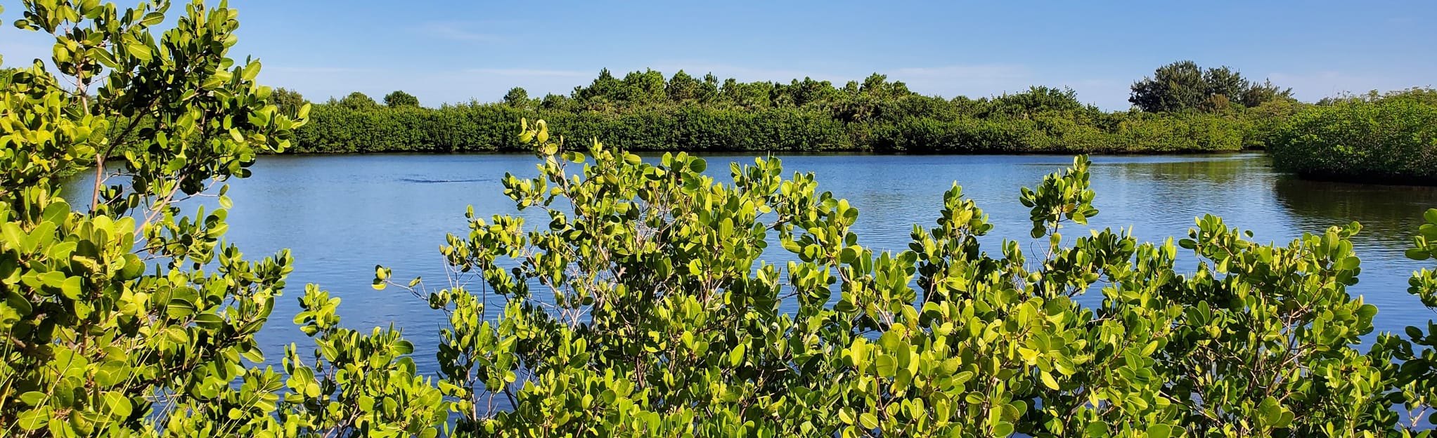 Robinson Preserve: Osprey Loop, Florida - 209 Reviews, Map | AllTrails