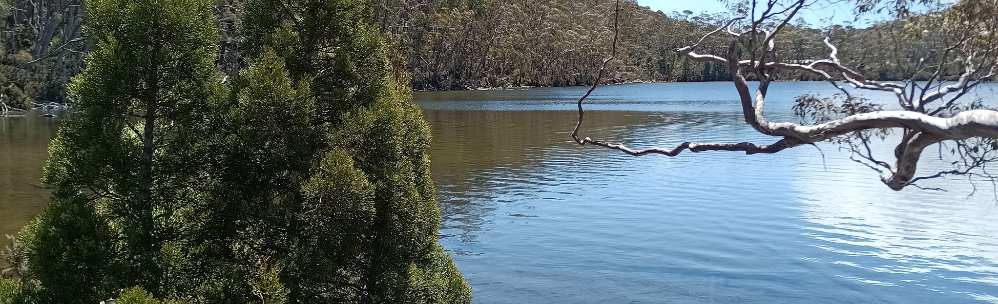 Pandani Grove Nature Walk: 155 foto's - Tasmanië, Australië | Wandelen ...
