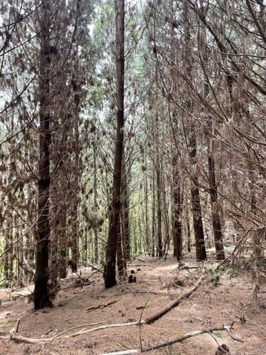 Best Hikes and Trails in Mount Worth State Park | AllTrails