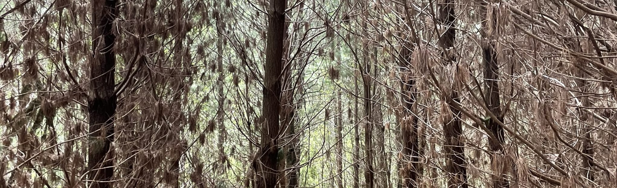 Mount Worth State Park Loop, Victoria, Australia - 11 Reviews, Map ...