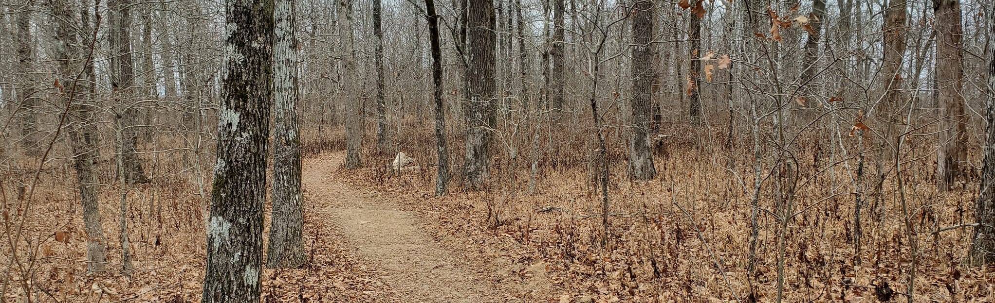 Signal Hill Trail, Arkansas - 858 Reviews, Map | AllTrails