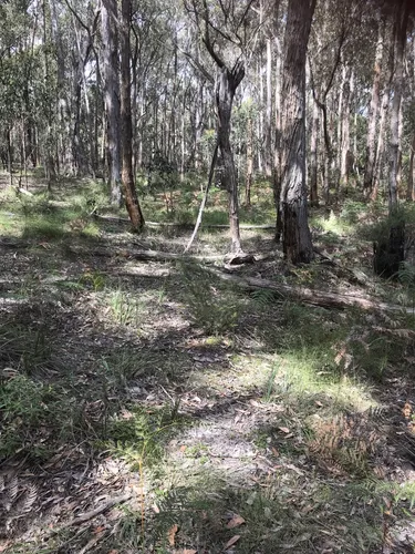 2023 Best Forest Trails in Neerim East | AllTrails