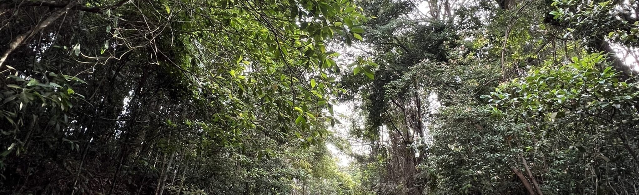 Bukit Banang: 24 Fotos - Johor, Malaysia | AllTrails