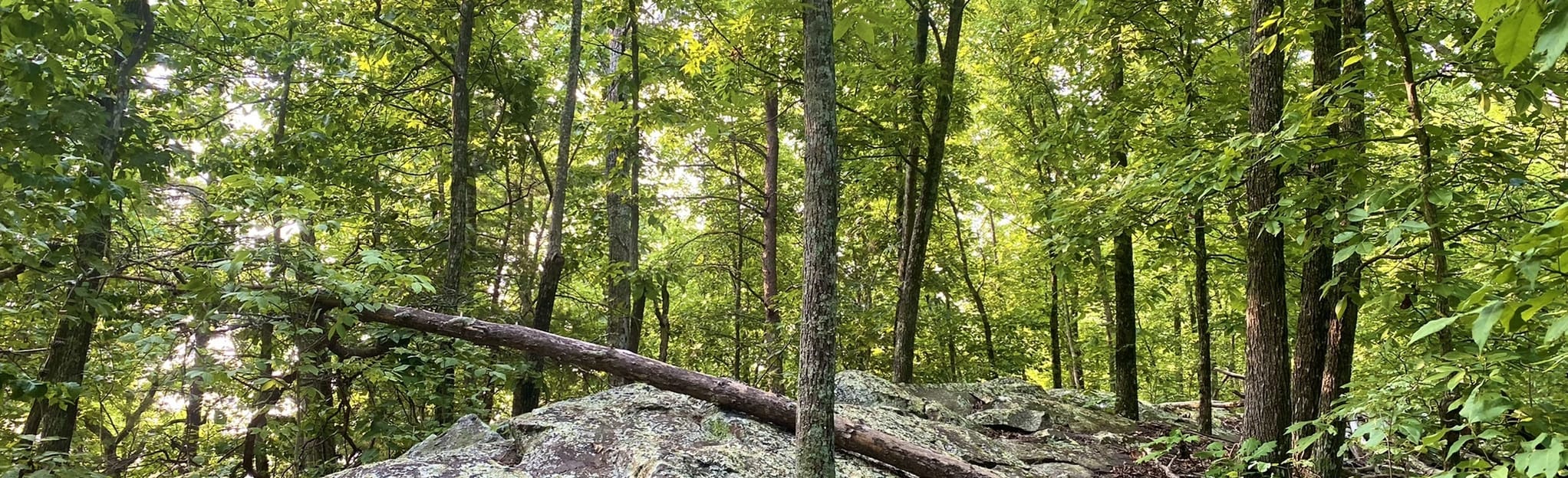 AllTrails | Holler View Trail: 60 Reviews, Map - Tennessee