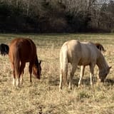 Chase Farm, Rhode Island - 219 Reviews, Map | AllTrails