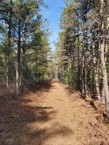 Best Hikes and Trails in Myles Standish State Forest | AllTrails