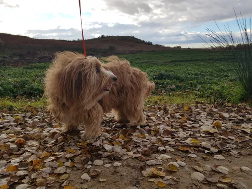 Best Hikes and Trails in Camarma de Esteruelas | AllTrails