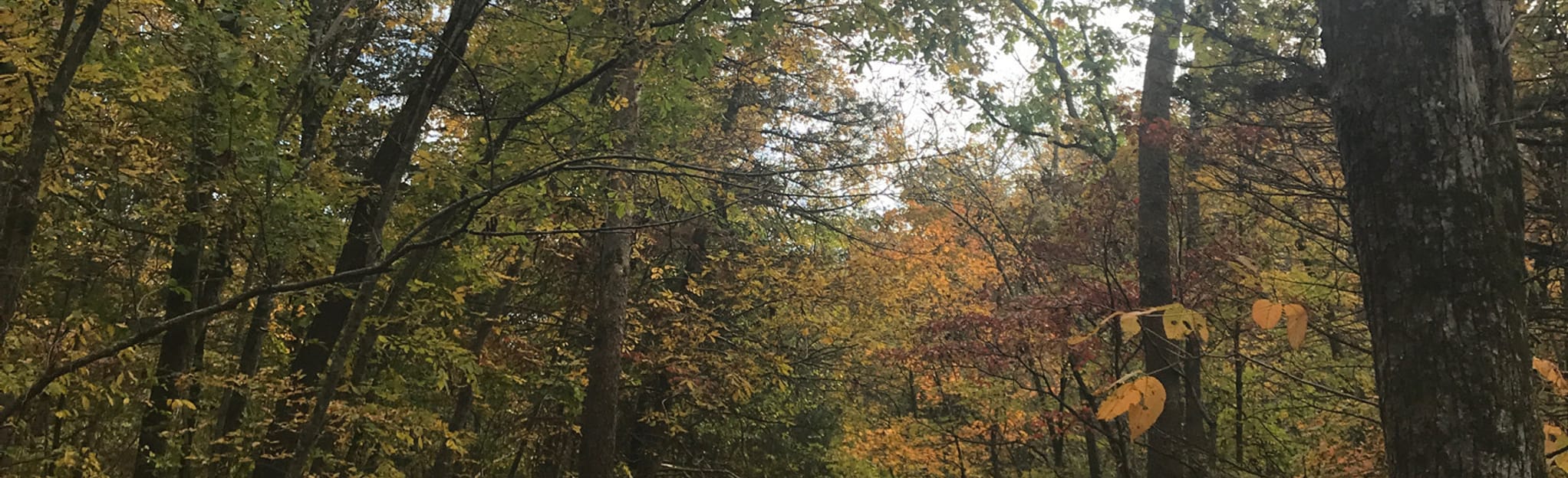 Chinquapin Trail: 382 Reviews, Map - Missouri | AllTrails