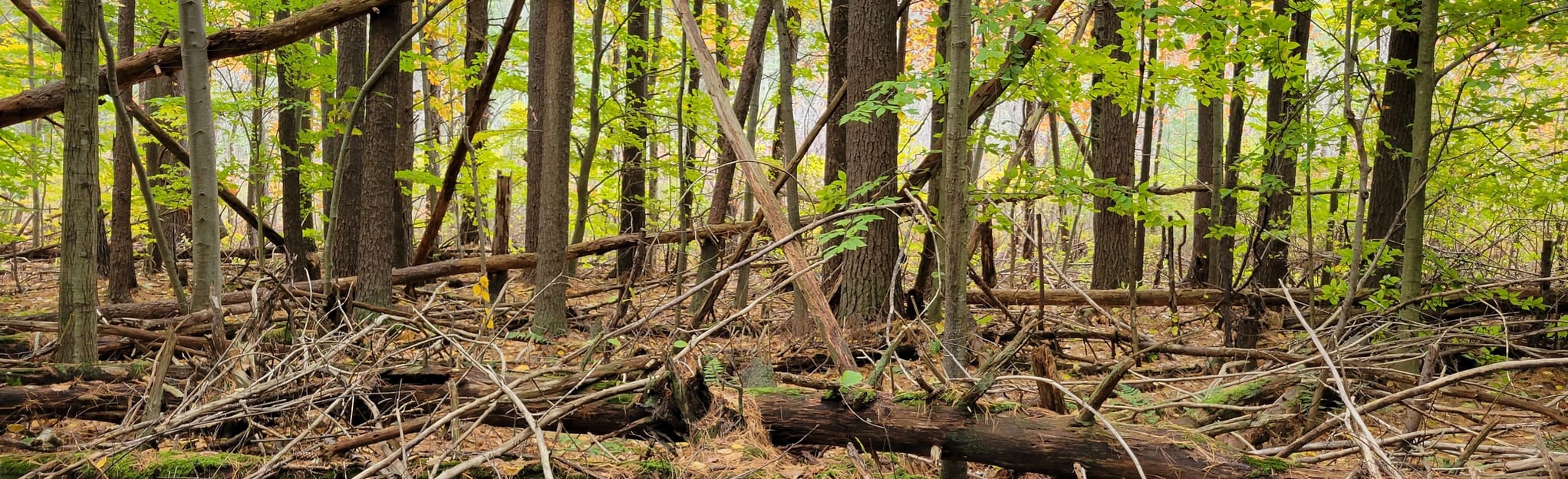 Remick Preserve: 1072 Reviews, Map - Maine | AllTrails