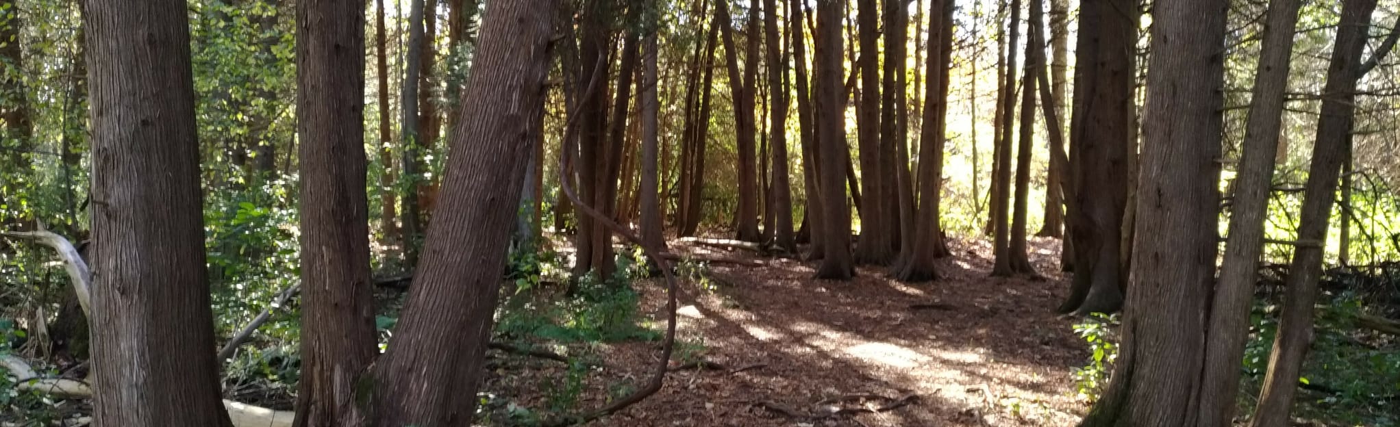 Chapman Mills West Forest: 1 Reviews, Map - Ontario, Canada | AllTrails