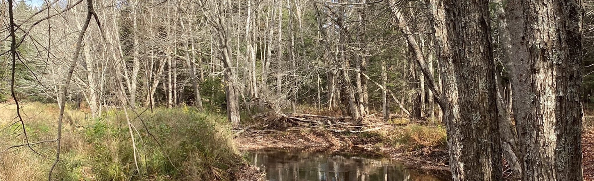 Dobson Trail Short Riverview Loop: 44 Reviews, Map - New Brunswick ...