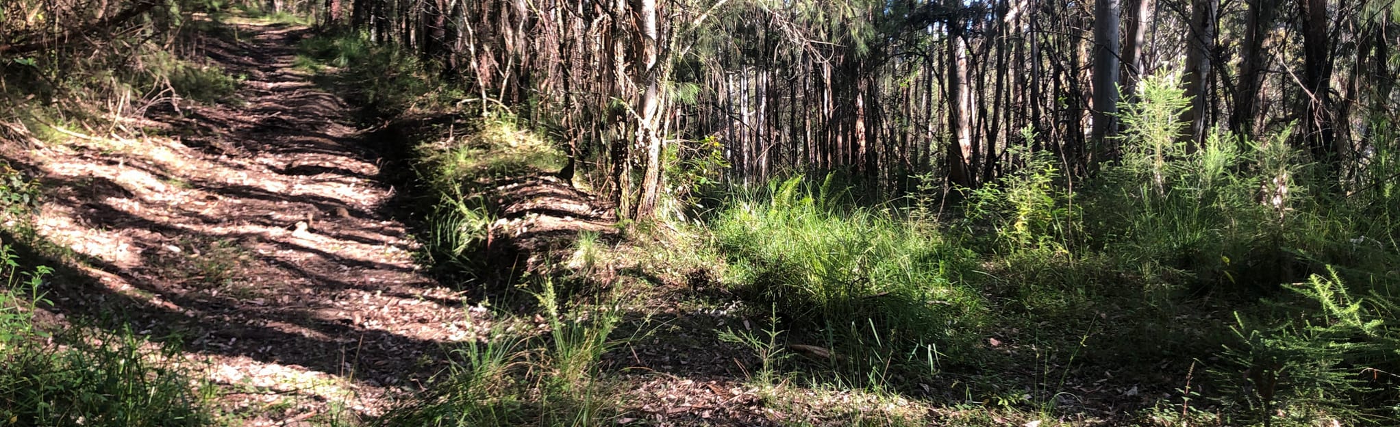 Mount Cabre Bald Trail: 3 Reviews, Map - New South Wales, Australia ...