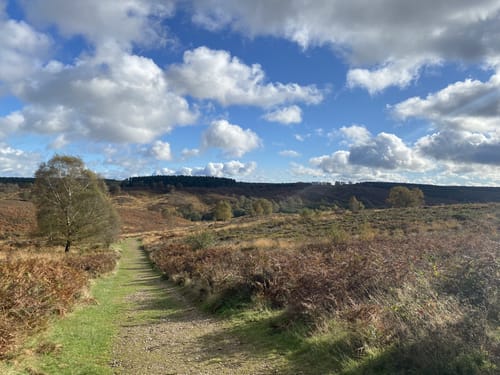 2023 Best 10 Walking Trails in Cannock Chase Area of Outstanding ...