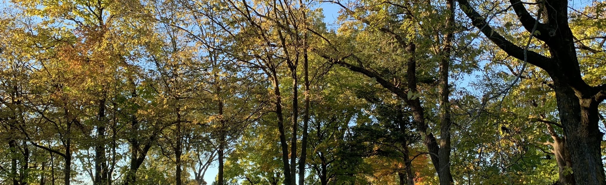 Nifong Loop: 9 Reviews, Map - Missouri | AllTrails