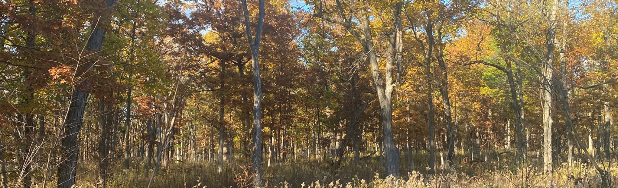Deer Grove #5: 98 Reviews, Map - Illinois | AllTrails