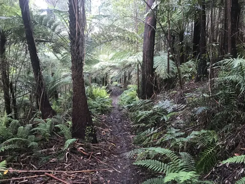 10 Best Hikes and Trails in Bunyip State Park | AllTrails