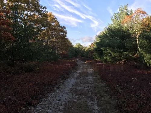 Best Trail Running Trails in Freetown Fall River State Forest | AllTrails