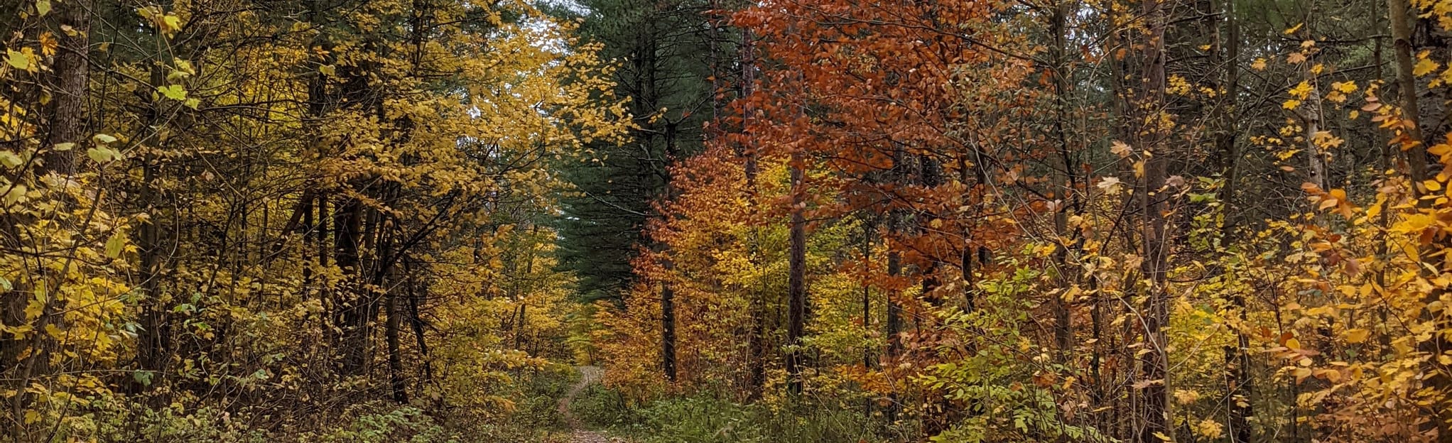 Breedon Tract, Ontario, Canada - 182 Reviews, Map | AllTrails