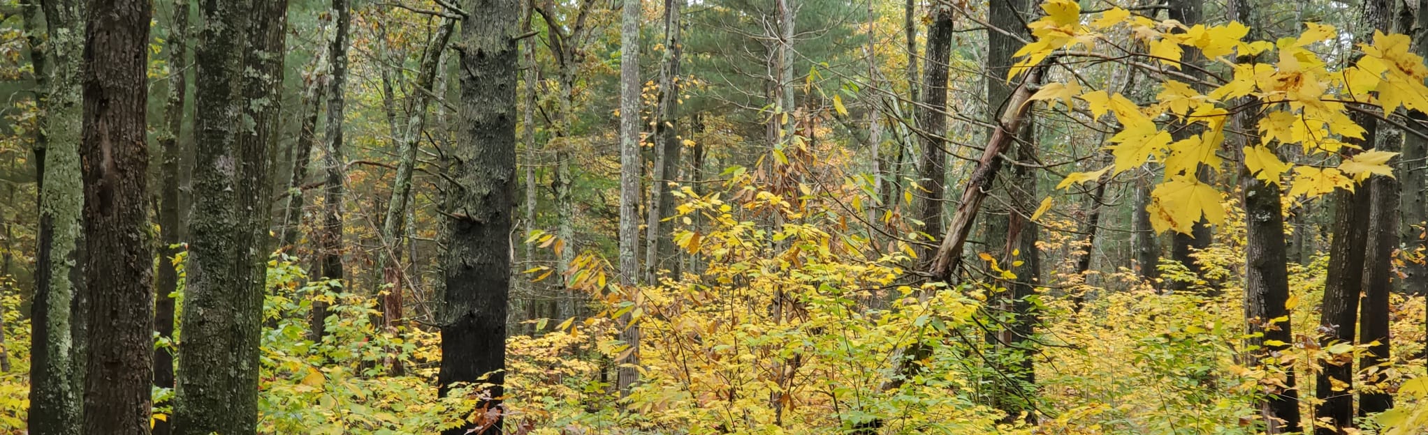 Franklin Forest Loop - Massachusetts | AllTrails