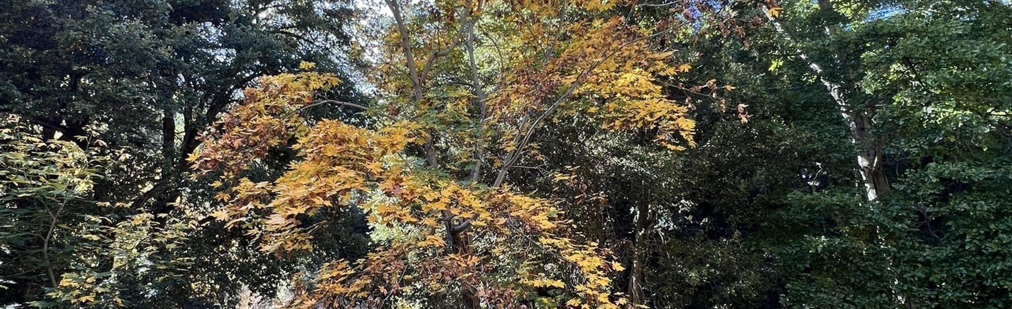 North Main Divide Road: 28 Reviews, Map - California | AllTrails