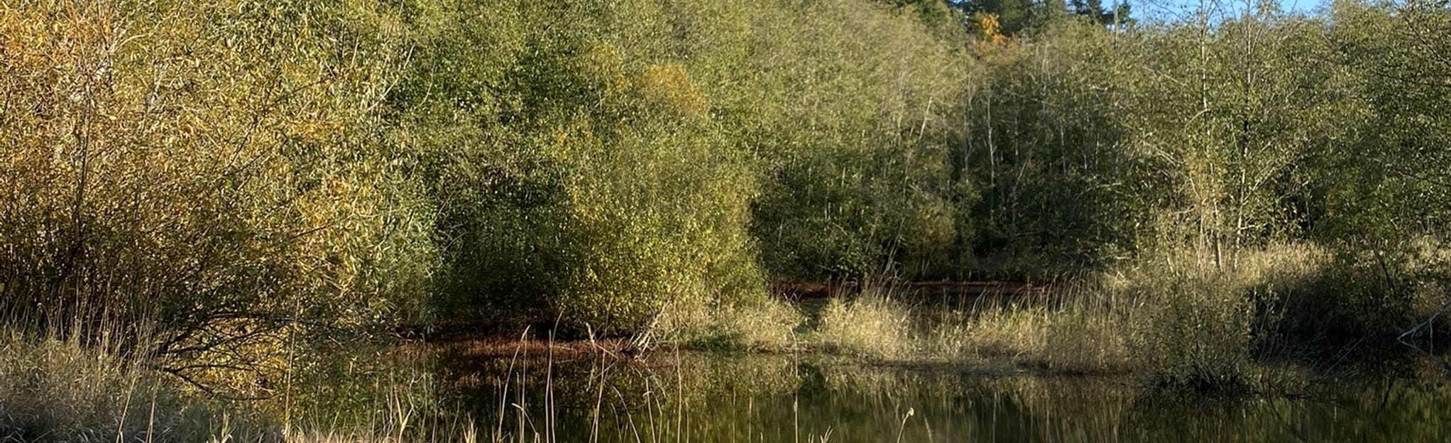 Maddox Creek Trail: 230 Reviews, Map - Washington | AllTrails