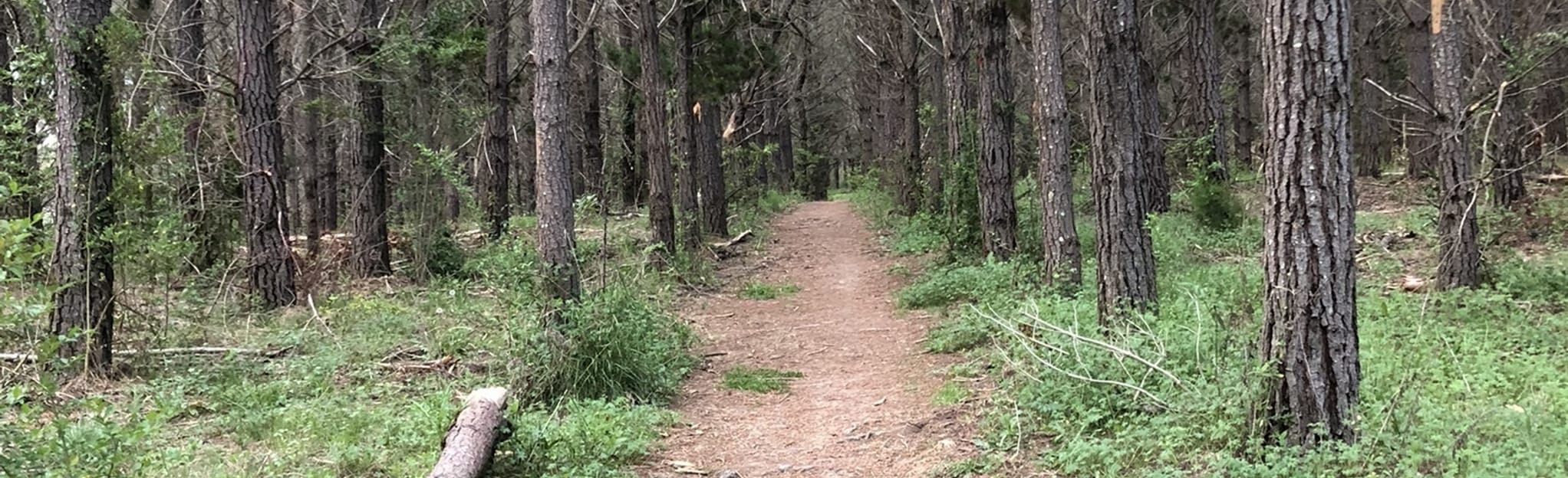 Yellow and Green Track Loop | Map, Guide - New South Wales, Australia ...