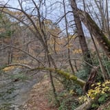 Blue Bend Loop Trail, West Virginia - 125 Reviews, Map | AllTrails