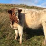 Loch Thom Loop, Inverclyde, Scotland - 35 Reviews, Map | AllTrails