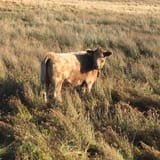 Loch Thom Loop, Inverclyde, Scotland - 35 Reviews, Map | AllTrails