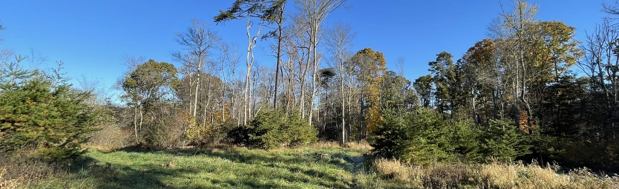 Linbrook Woodlands: 45 Reviews, Map - Pennsylvania | AllTrails