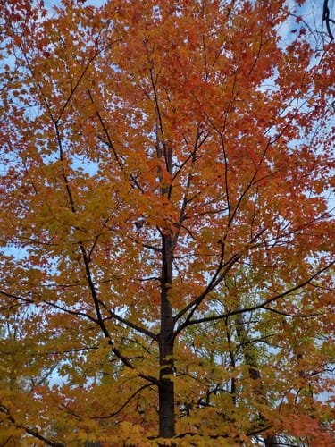 Best Hikes and Trails in Ford Lake Park | AllTrails