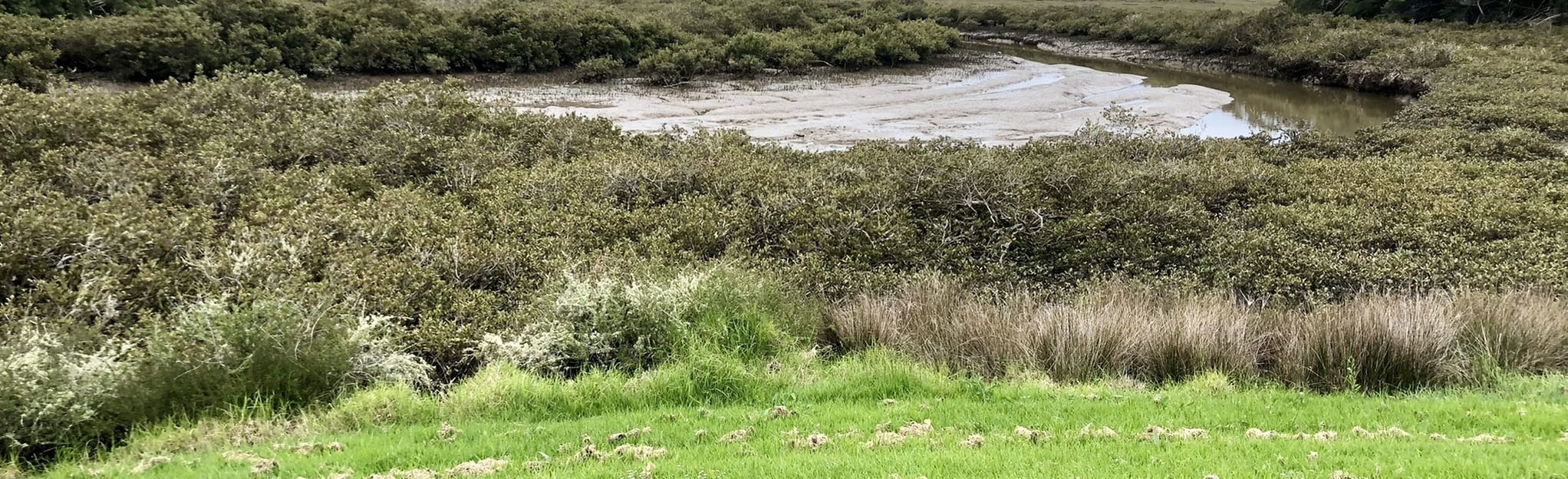 Whitford Path, Auckland, New Zealand - 9 Reviews, Map | AllTrails