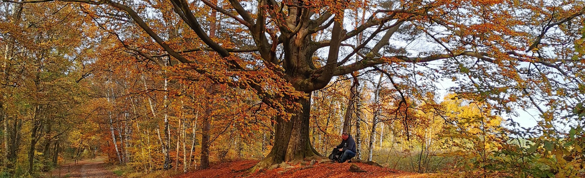 Südheide 'Reine Luft zu sehen' W18m (mittlere Tour), Lower Saxony ...