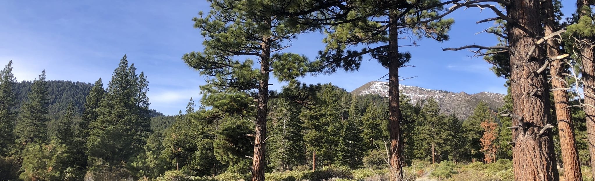 Jones Creek Loop, Nevada - 965 Reviews, Map | AllTrails